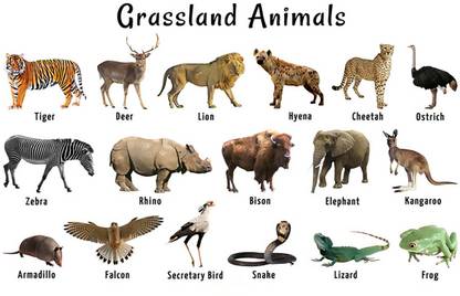 Animals Name Chart Poster with Gloss Lamination Paper Print - Children ...