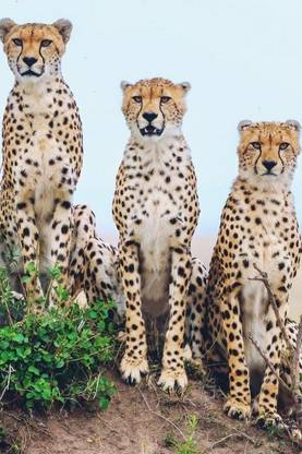 Wildlife Cheetah Poster | Jungle Cheetah Posters for Room | Unframed ...