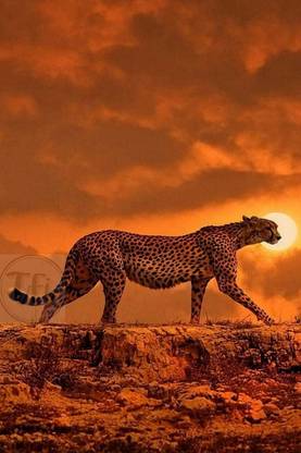 Cheetah Poster | Cheetah Posters for Room | Unframed | With Self ...