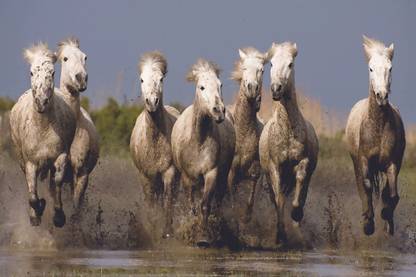 Running Horses Poster on 300gsm Photogenic US Imported Paper With Gloss ...