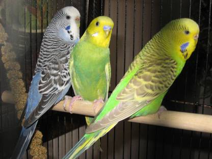 Poster Budgerigar Birds Parrots Budgie sl-14136 (LARGE Poster, 36x24 ...