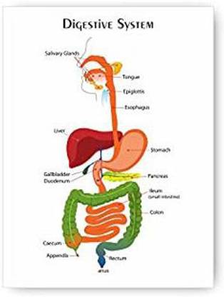 Digestive System poster - Kids learning Charts / Posters for Kids ...