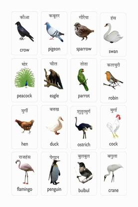 Birds Name Chart Poster with Gloss Lamination Paper Print - Children ...