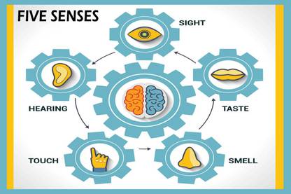 "Five Senses" Sticker Poster For Early Learning|Kids Education Wall ...