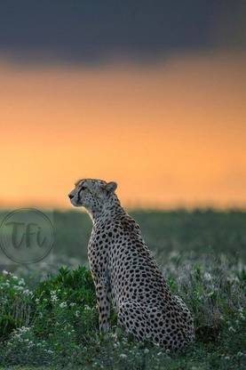Wildlife Cheetah Poster | Jungle Cheetah Posters for Room | Unframed ...