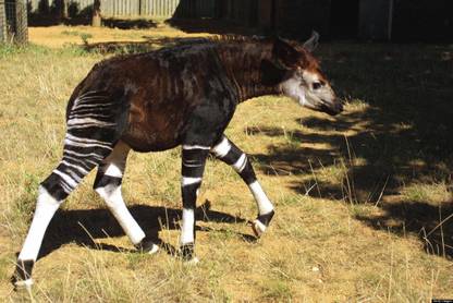 okapi animals poster Multicolor Photo Paper Print Poster Photographic ...