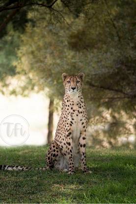 Wildlife Cheetah Poster | Jungle Cheetah Posters for Room | Unframed ...