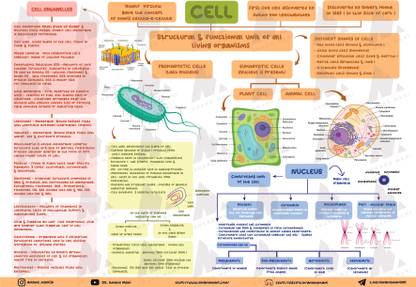 Biology Mind Map For Neet: Buy Biology Mind Map For Neet by mind chart ...