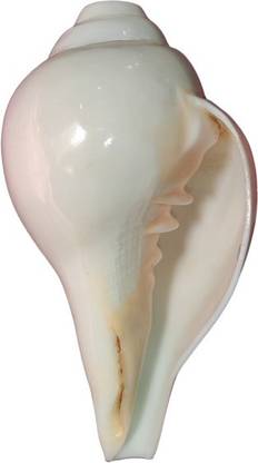 Shree Shankham Blowing Shankh Original For Puja With Loud Clear Sweet ...