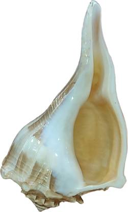 Nepali Rudraksh Dakshinavarti Laxmi Shankh by Nepali Rudraksh Sacred ...