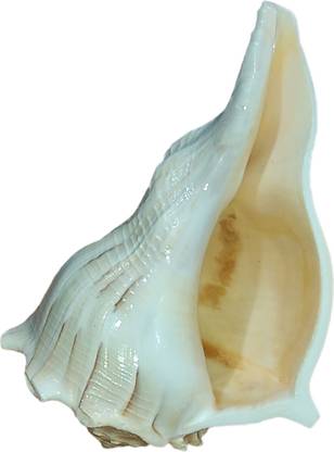 Shree Shankham Dakshinavarti Kuber Shankh Original Certified Large by ...