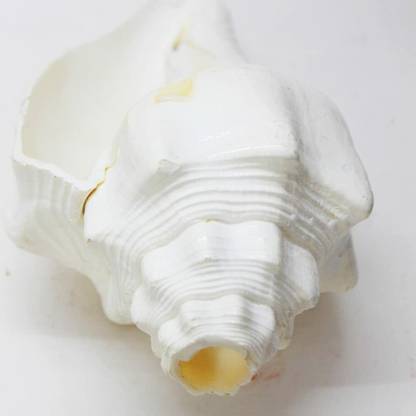 Visarga Religious Pooja Spiritual devotional Shankh 7 inch Blowing ...