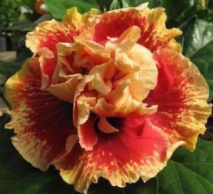Fulmala Nursery Hibiscus Plant Price in India - Buy Fulmala Nursery ...