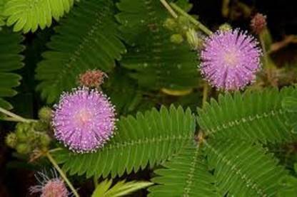 Sjeme SHAMI TREE SEED, HOLY PLANT SHAMI TREE SEED Seed Price in India ...