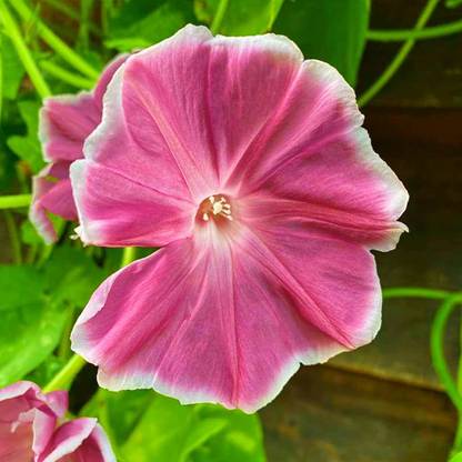 KANAYA Morning Glory(Ipomea) Mix Flower Seed Price in India - Buy ...