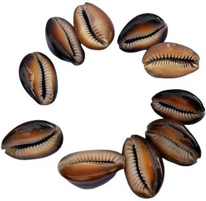Firmus Kali Kaudi / kawri / kodi / Kali kwri / sea shell for laxmi and ...