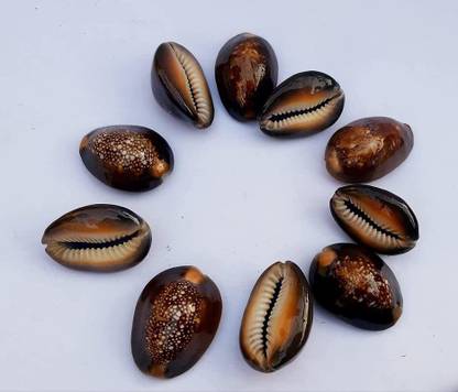 Firmus Kali Kaudi/kawri /kodi /Kali kwri/sea shell for laxmi and Diwali ...