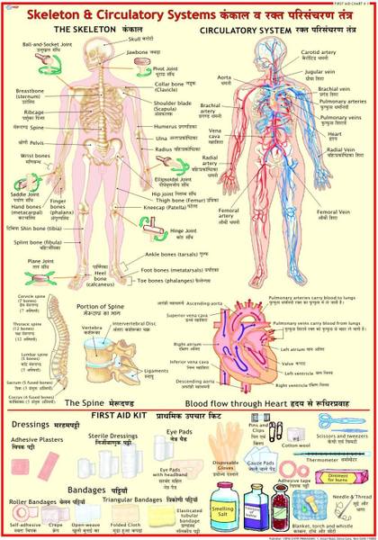 circulatory system chart paper