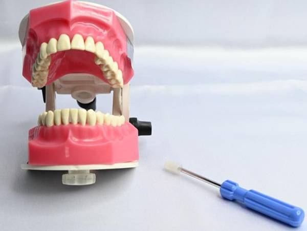 API Dental Typodont Jaw Model, And Teeth Dental Elevator - Price History