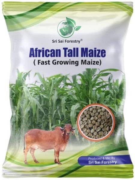 SRI SAI FORESTRY African Tall Maize Seeds, Makka Fodder for Cattle Seed ...