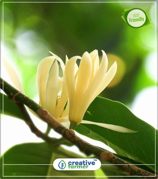 Best Fragrant Flowers In India | Best Flower Site Best Fragrant Flowers In India | Best Flower Site