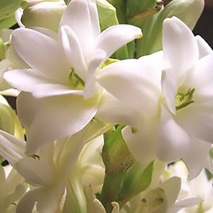 Rajnigandha Flower Pics | Best Flower Site