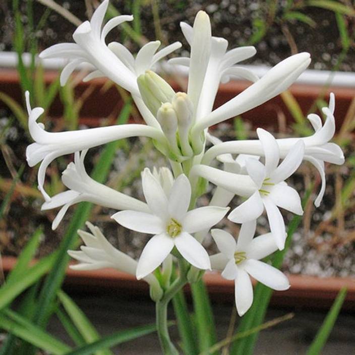 Kunda Flower Plant | Best Flower Site