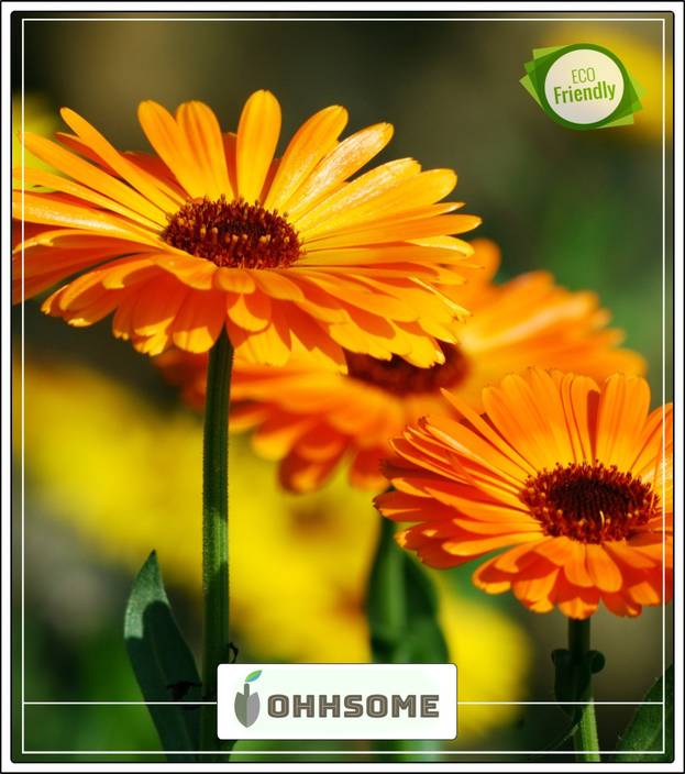 What We Call Genda Flower In English | Best Flower Site