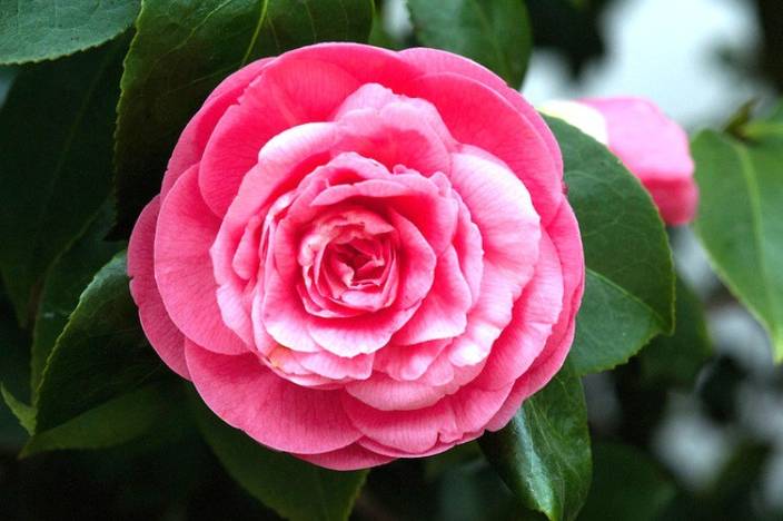 E Garden Middlemist red Seed Price in India - Buy E Garden Middlemist ...