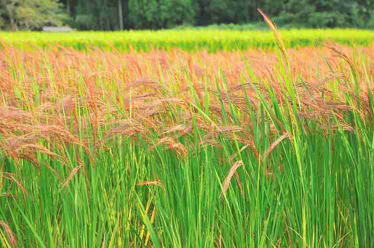 Green World RED RICE RAREST RED SALI / RAKTH SHALI PADDY SEEDS - 150 ...