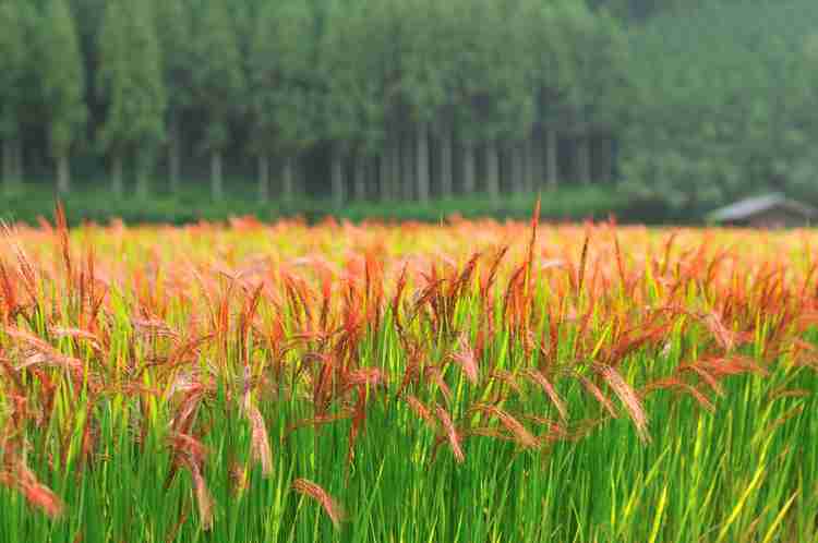 Green World RED RICE RAREST RED SALI / RAKTH SHALI PADDY SEEDS - 150 ...