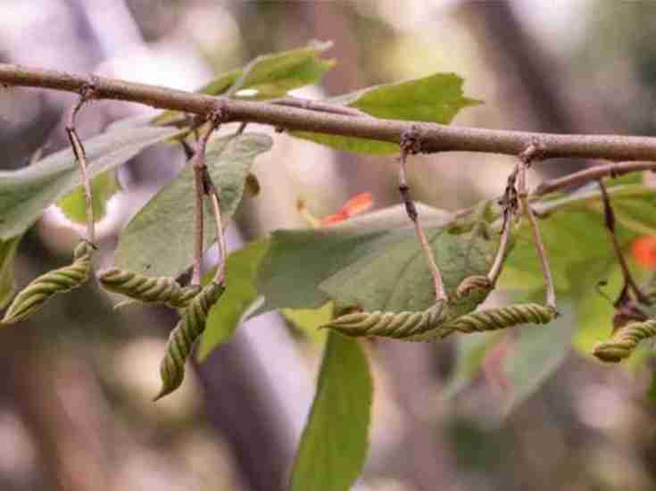 plantsworld Marod Fali, Murudi, Helicteres isora, Indian Screw Fruit ...