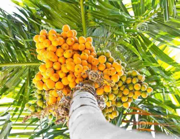 Earth Angels Betel Nut/Supari Plant Price in India - Buy Earth Angels ...