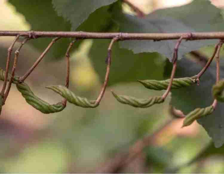 plantsworld Marod Fali, Murudi, Helicteres isora, Indian Screw Fruit ...