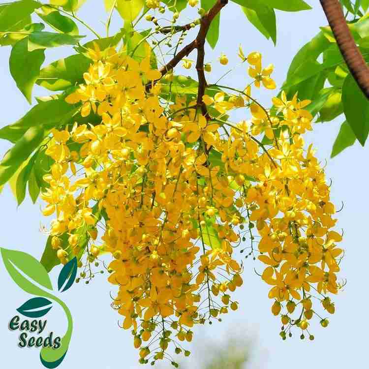 EasySeeds Cassia seeds, Cassia Fistula,Golden Shower Tree, Amaltas Seed,Indian Laburnum Seeds ...