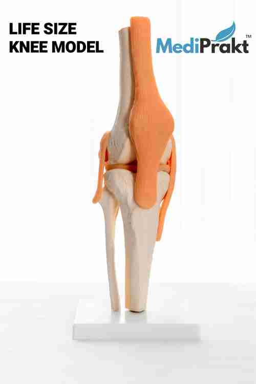 MediPrakt | LIFE SIZE KNEE JOINT MODEL | With Flexible Ligaments | For ...