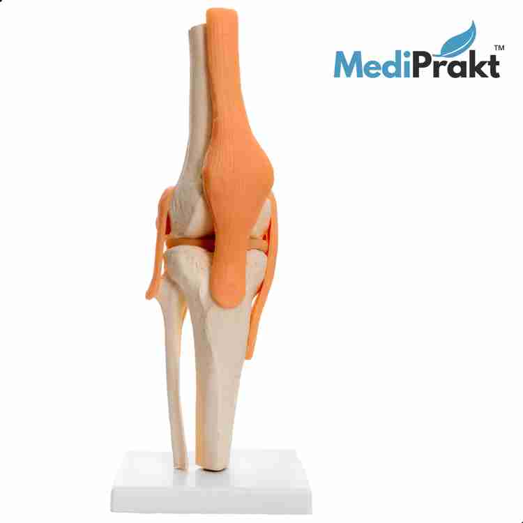 MediPrakt | LIFE SIZE KNEE JOINT MODEL | With Flexible Ligaments | For ...
