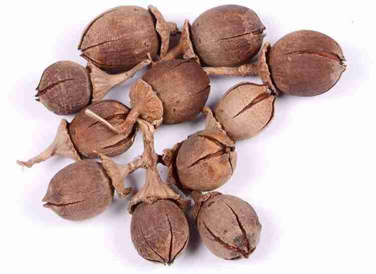 EasySeeds Common Crape Myrtle. Sawani, Jarul,Furush,Lagerstroemia ...