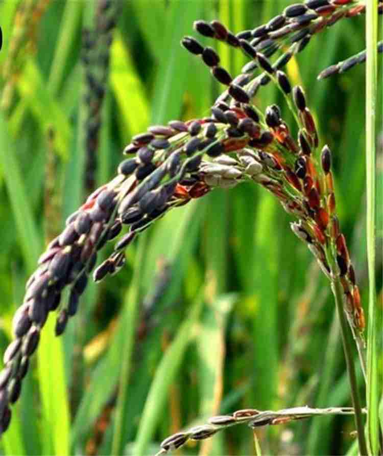 Green World BLACK RICE RAREST MANIPURI PADDY SEEDS - 100 GMS FOR ...