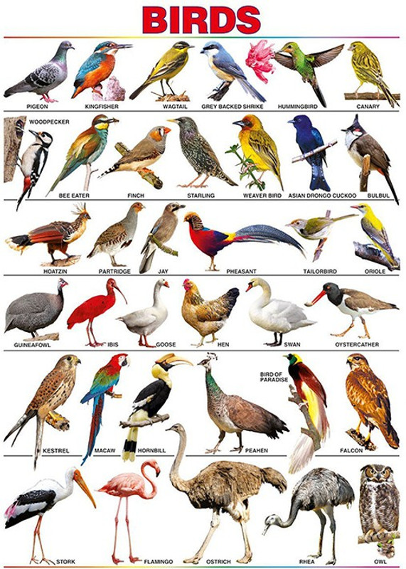 Bird Name Chart Kids Learning Wall Chart Bird Name Children ...