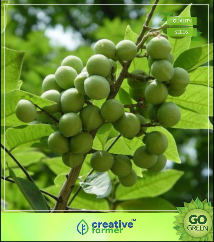 Buy Creative Farmer Sapindus Emarginatus Known As Soapberries Or ...