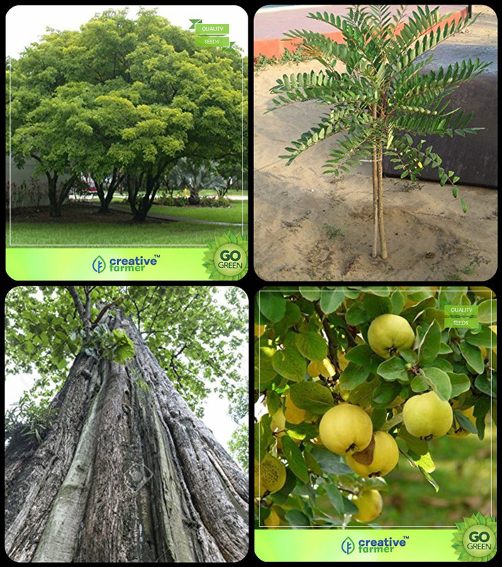 Creative Farmer Tree Seeds For Home Garden Pongamia Pinnata Simarouba ...