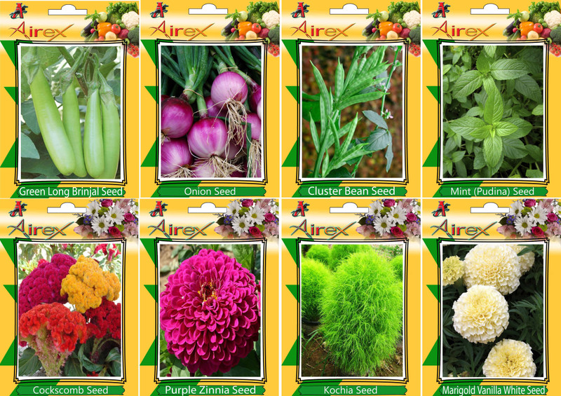 Airex Green Long Brinjal Onion Cluster Bean Mint Pudina Cockscomb ...