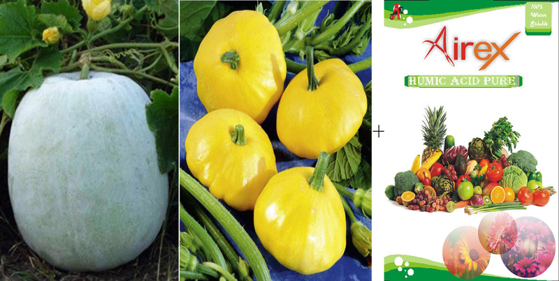 Buy Airex Ash Gourd Mithai Petha and Squash Pattison Pan Seed + Humic ...