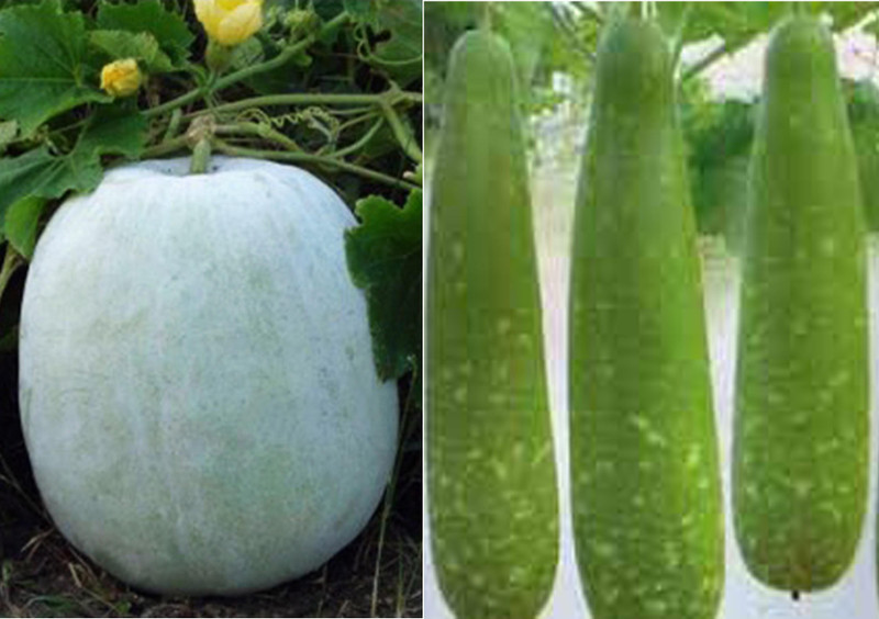 Buy Airex Ash Gourd Mithai Petha and Bottle Gourd (Dhari Loki) Seed ...