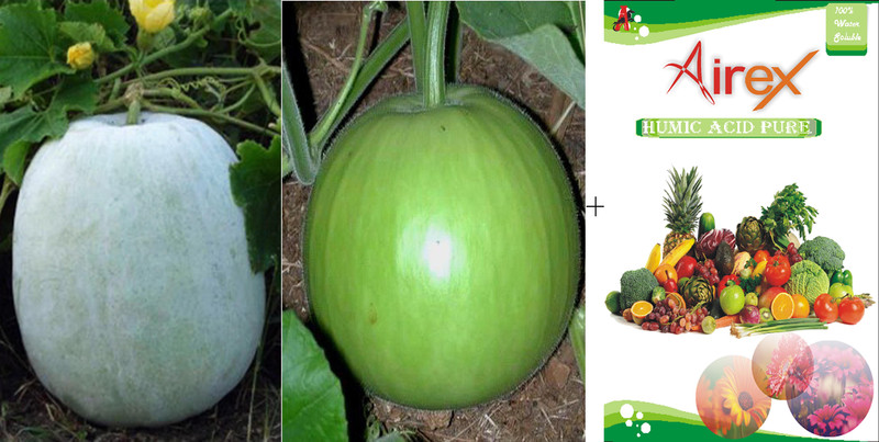 Buy Airex Ash Gourd Mithai Petha and Round Bottle Gourd Seed + Humic ...