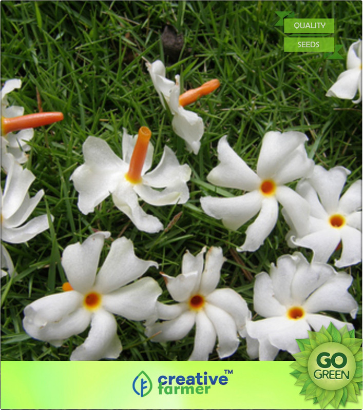 Parijat Flower Seeds | Best Flower Site