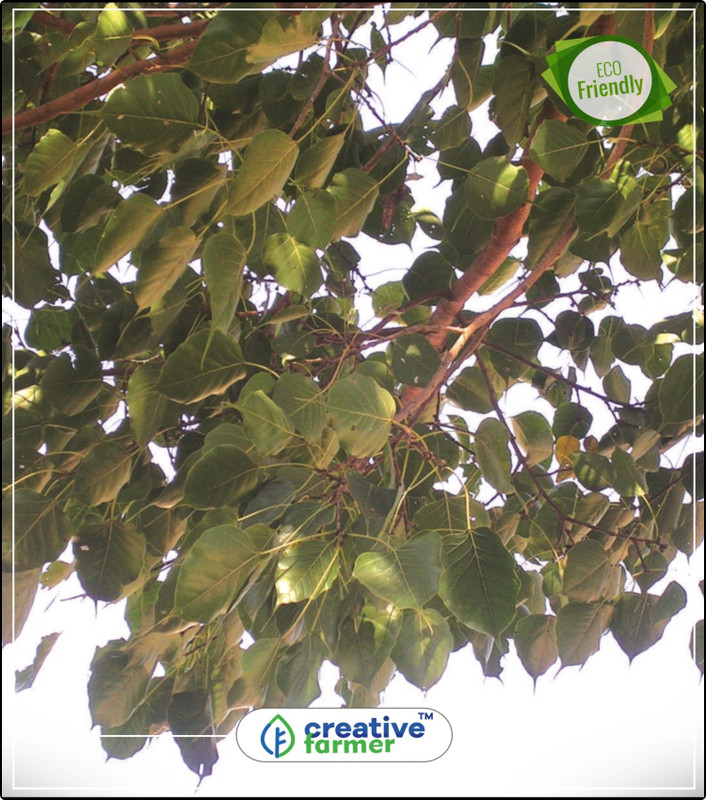 Buy Creative Farmer Tree For Home Garden Sacred Fig - Ficus Tree For ...