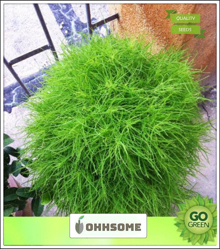 Buy OhhSome Grass For Container Burning Bush Kochia Scoparia Shrub ...