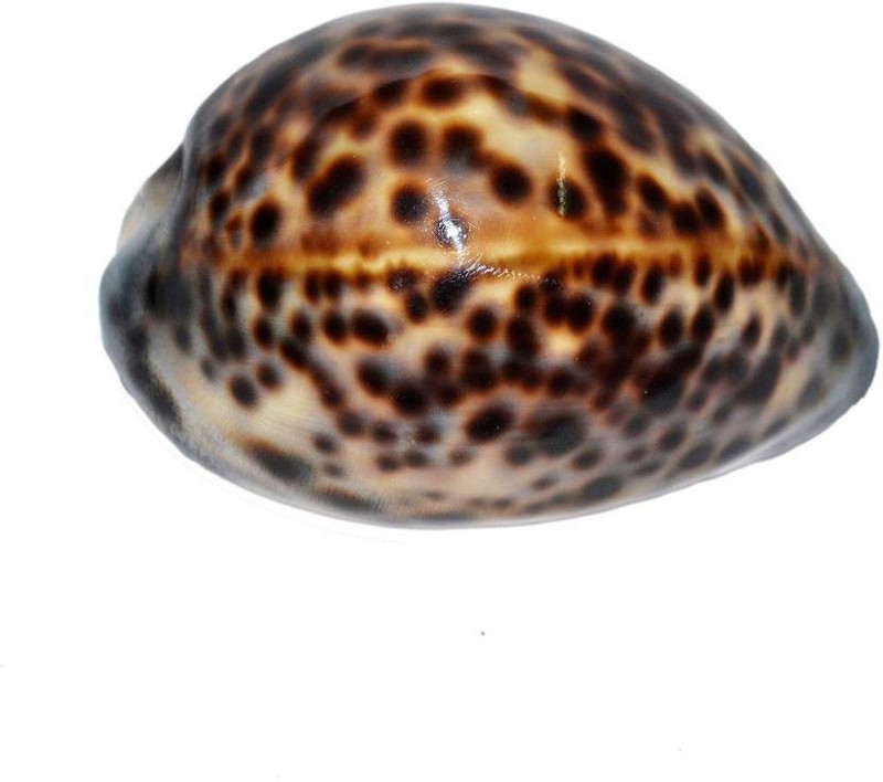 Waltzer India Elysian Brown Big Natural Kauri Kaudi Kawdi Shell ...